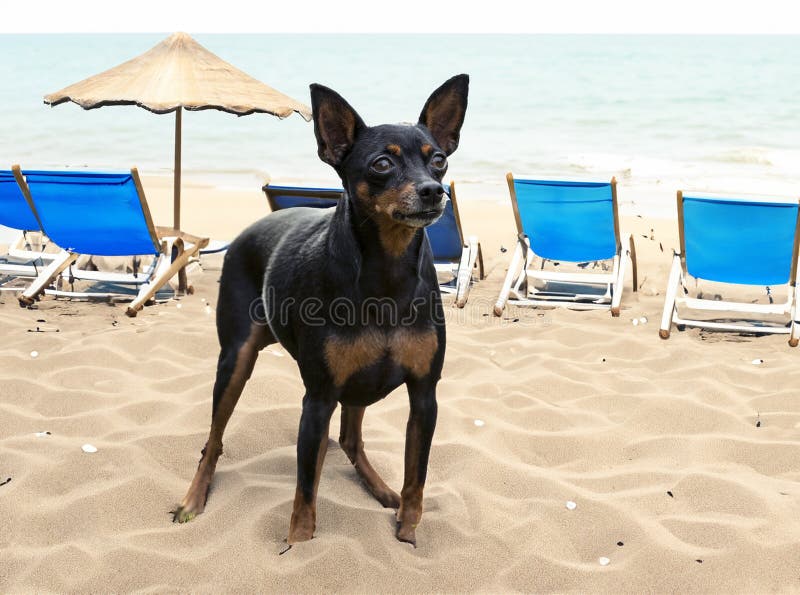 Miniature Pinscher in Summer Stock Image - Image of beach, purebred ...