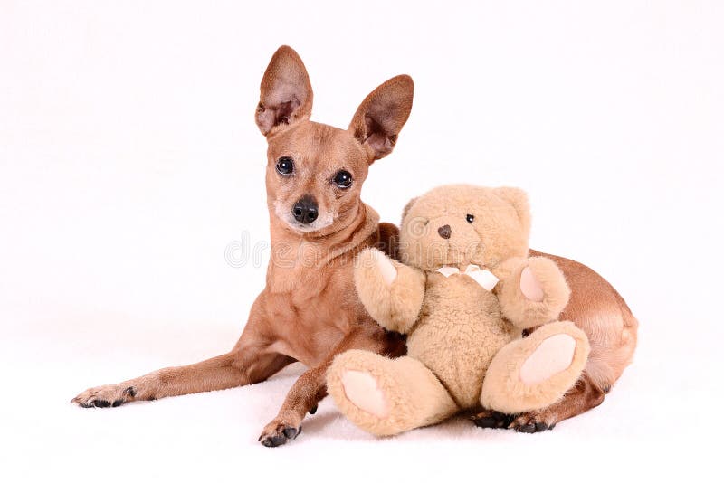 Miniature Pinscher On White Background Stock Photo - Image of adorable ...