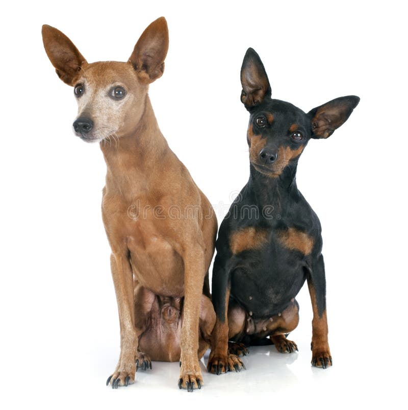 Two Miniature Pinschers stock image. Image of canine - 12973037