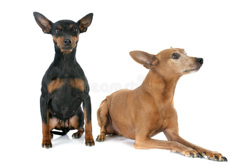 Two Miniature Pinschers stock image. Image of canine - 12973037