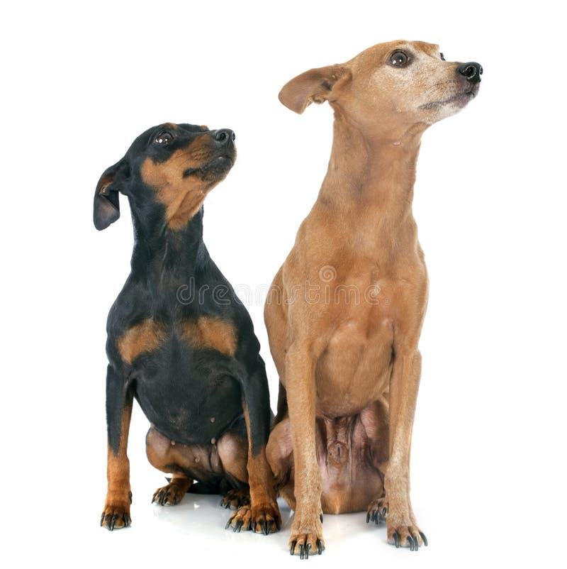 Two Miniature Pinschers stock image. Image of canine - 12973037