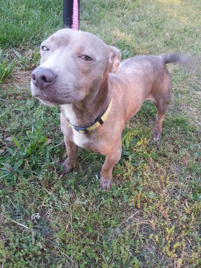 Miniature pit editorial stock photo. Image of cuteness - 55063358