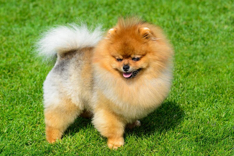 Miniature Pomeranian Spitz Standing on Green Field. Stock Photo - Image ...