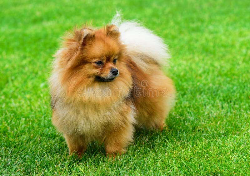 Miniature Pomeranian Spitz Standing on Green Field. Stock Image - Image ...