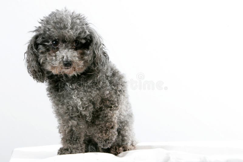 Fat Poodle Stock Photos - Free & Royalty-Free Stock Photos from Dreamstime