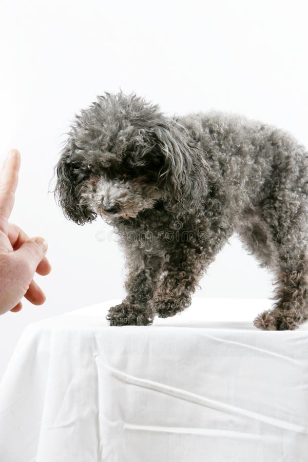 Fat Poodle Stock Photos - Free & Royalty-Free Stock Photos from Dreamstime