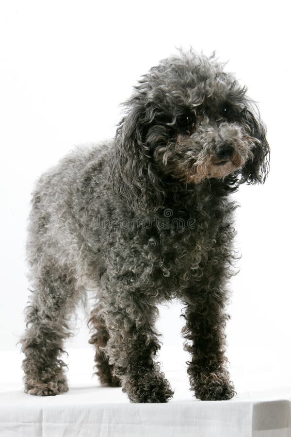 Fat Poodle Stock Photos - Free & Royalty-Free Stock Photos from Dreamstime