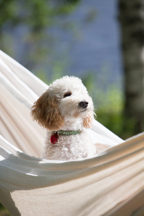 Miniature poodle stock image. Image of green, outdoor - 41851245