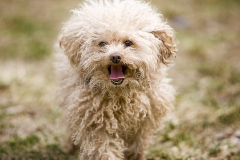 Miniature poodle toy stock image. Image of beautiful, animal - 4632023