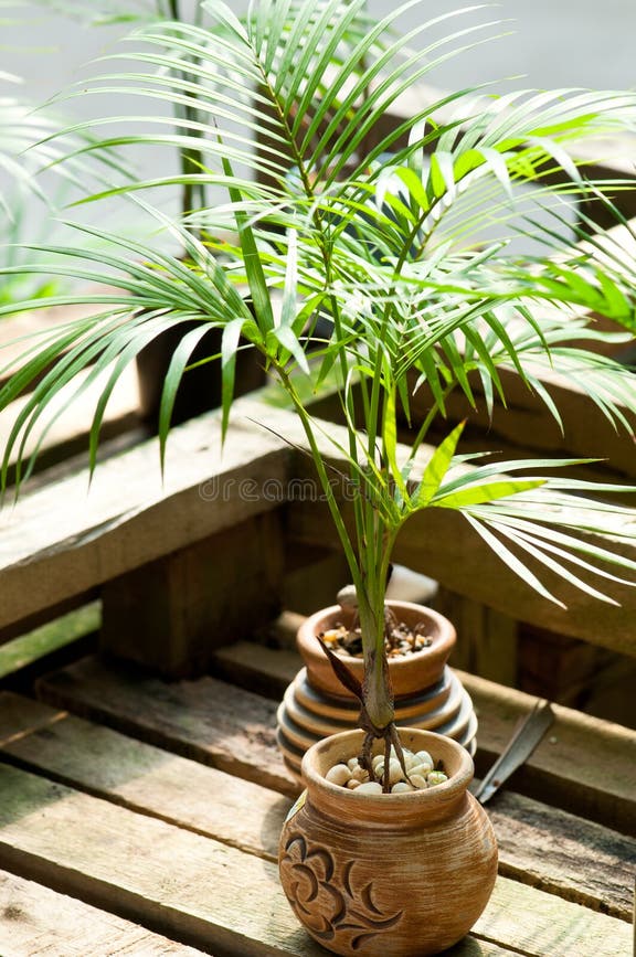 7,372 Potted Palm Tree Stock Photos - Free & Royalty-Free Stock Photos ...