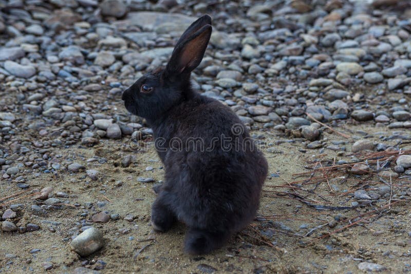 Miniature Rabbit Grazing on Nature Stock Photo - Image of summer, field ...
