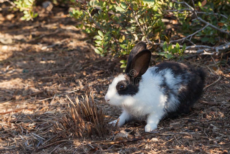 Miniature Rabbits Grazing on Nature Stock Photo - Image of bunny ...