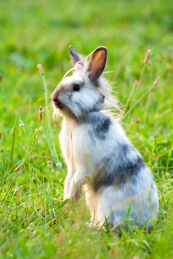 187 Rabbit Standing Hind Legs Photos - Free & Royalty-Free Stock Photos ...