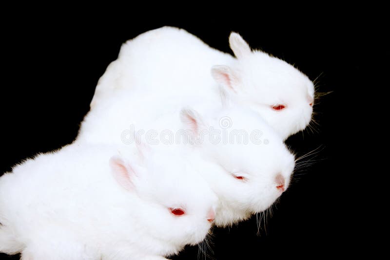 Miniature Rabbits stock photo. Image of hare, dwarf, cute - 937090