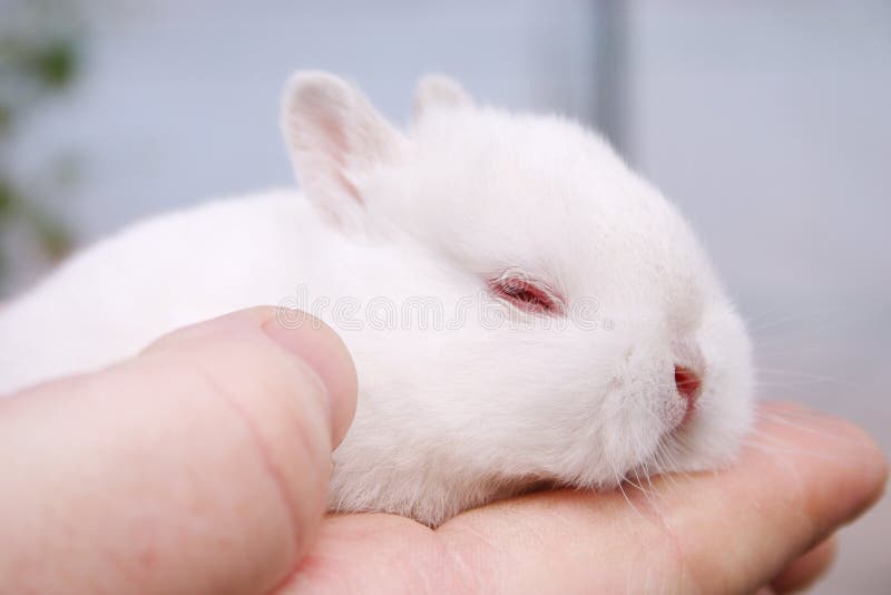 Miniature Rabbits stock image. Image of three, hare, siblings - 937091