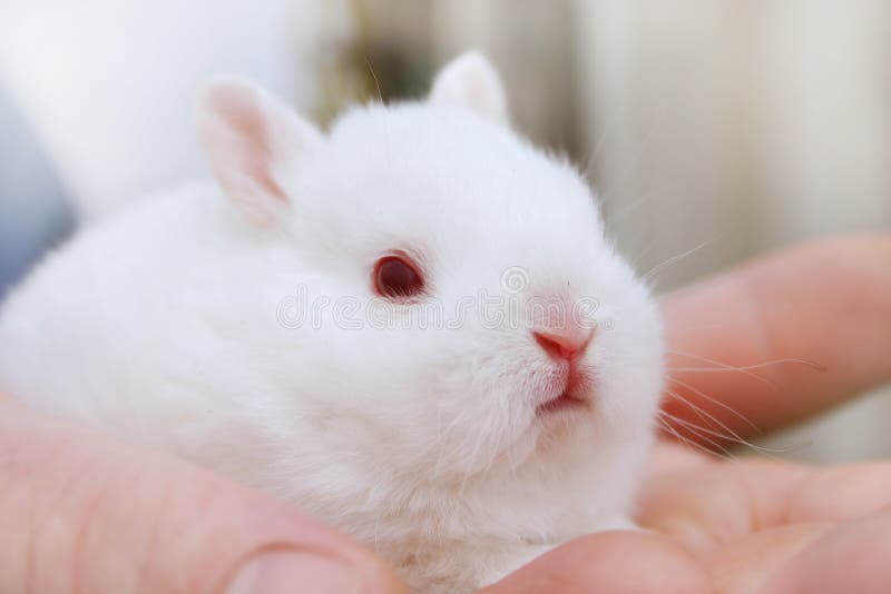 Miniature Rabbits stock photo. Image of bunny, hare, miniature - 937094