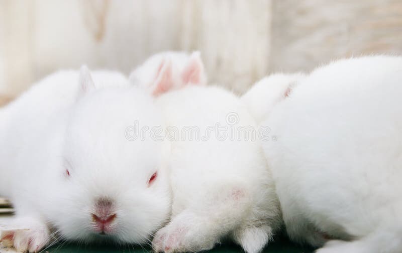 Miniature Rabbits stock photo. Image of cute, easter, albino - 937096