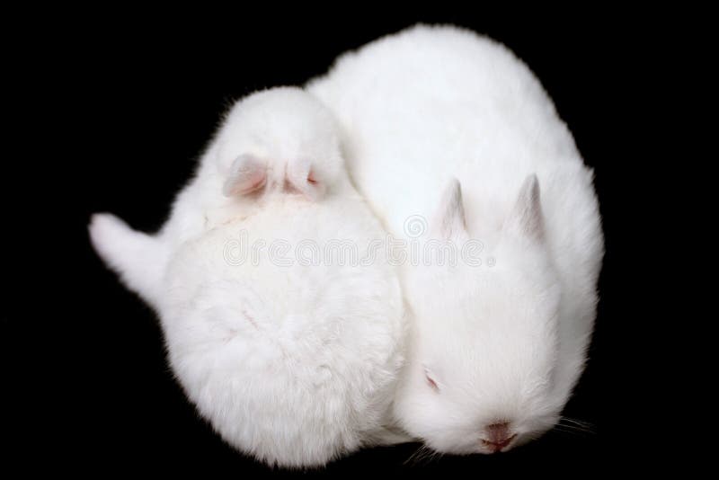 Miniature Rabbits stock image. Image of bunny, white, floppy - 937099