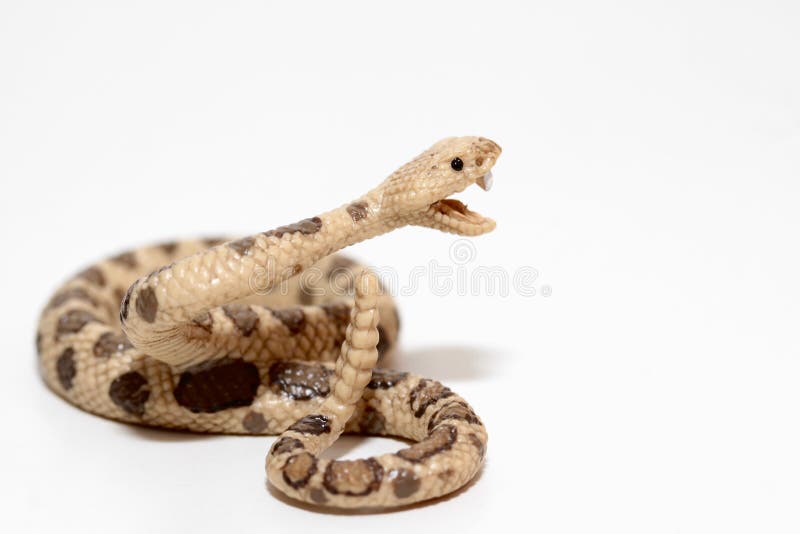 Miniature of a Rattlesnake with a Red Apple Stock Image - Image of mini ...