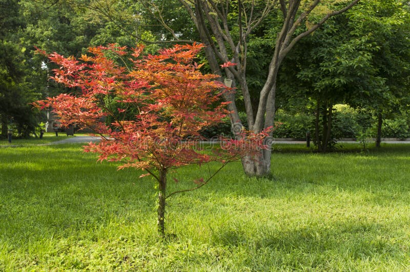 Miniature Red Maple Bush stock image. Image of blue, garden - 18035869