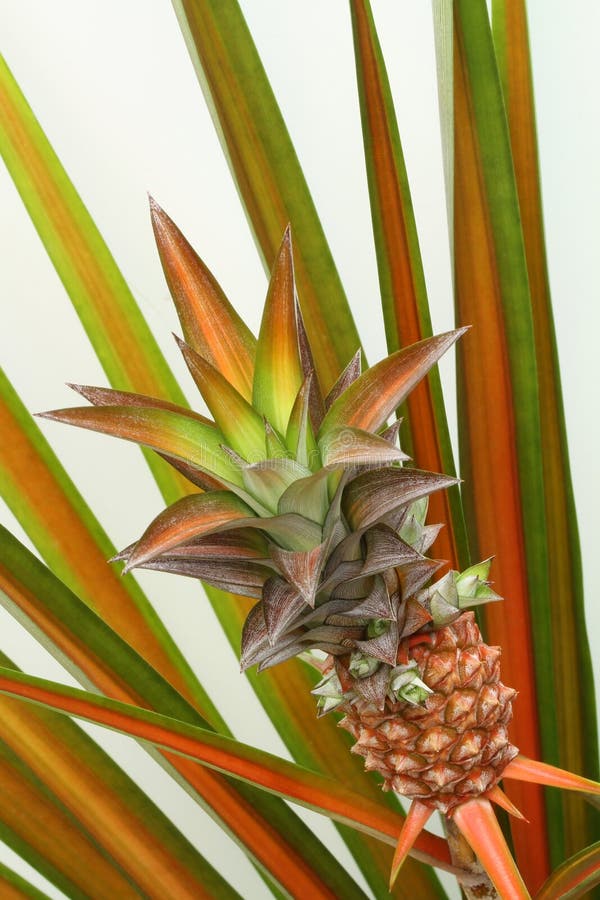 Miniature pineapple plant stock image. Image of pineapple - 1621817