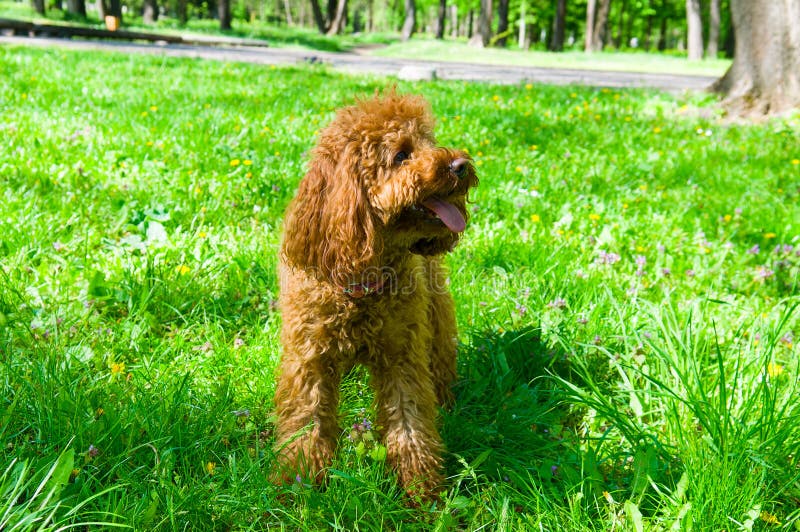 Miniature Red Poodle on the Green Lawn Stock Image - Image of meadow ...