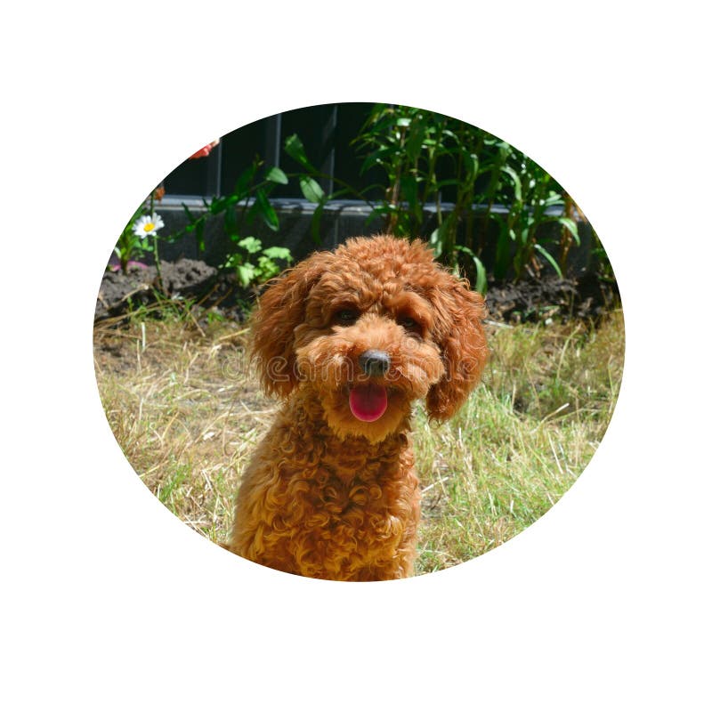 Miniature Red Poodle Portrait in a Round Frame Stock Image - Image of ...