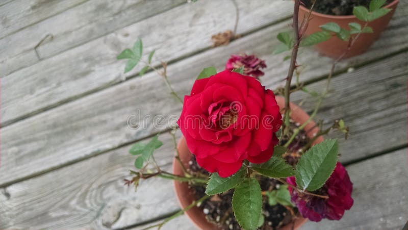 Miniature Red Rose Bush stock photo. Image of flower - 73511612