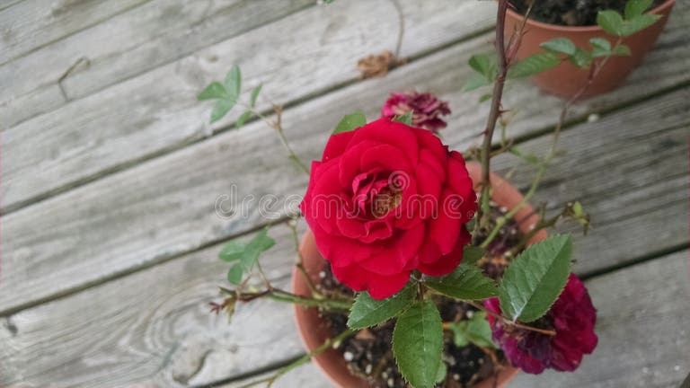 Miniature Red Rose Bush stock photo. Image of flower - 73511612