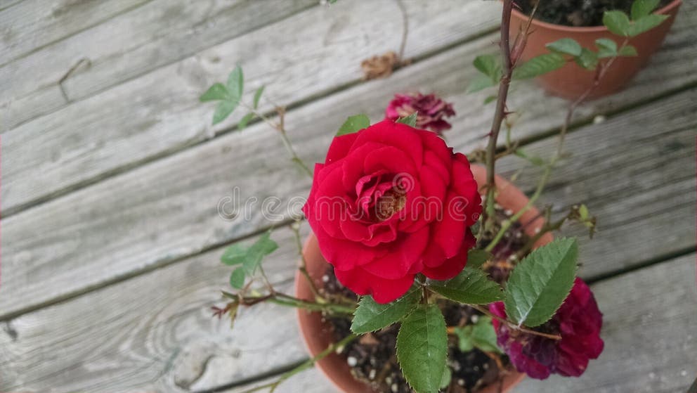 Miniature Red Rose Bush stock photo. Image of flower - 73511612