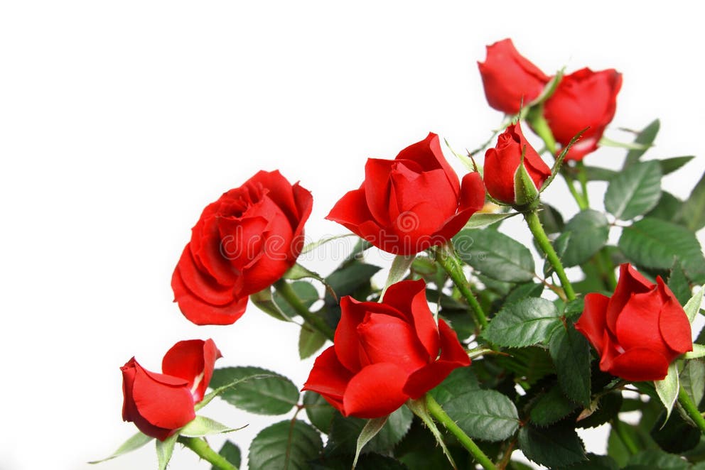 Miniature red roses stock image. Image of green, flower - 18000949