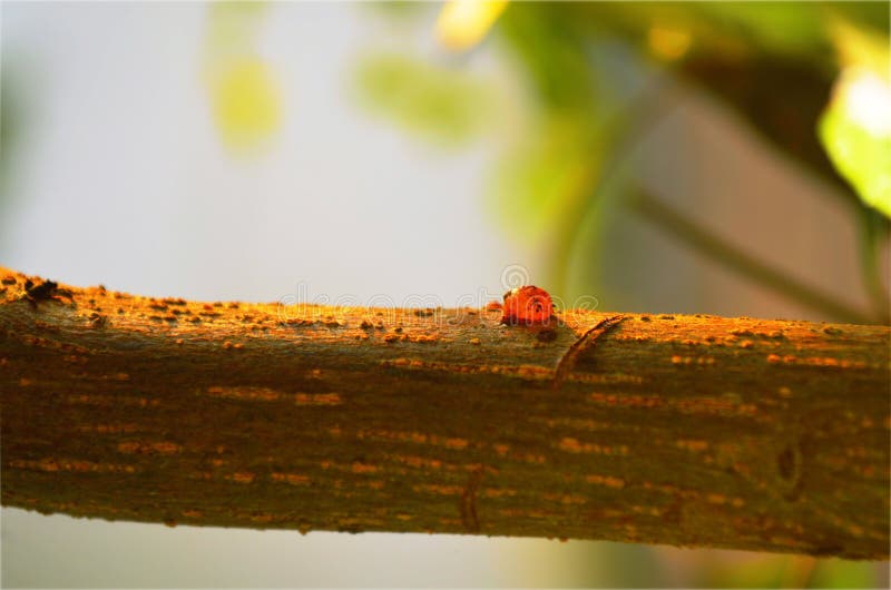 Miniature Red Tree Sap on a Terminalia Ivorensis Tree Stock Image ...