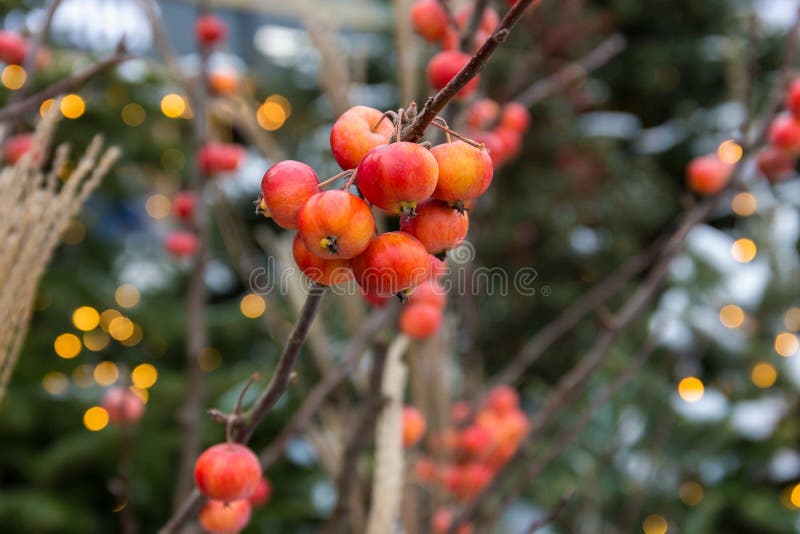Miniature Red Winter Apples on a Blurred Background Stock Photo - Image ...