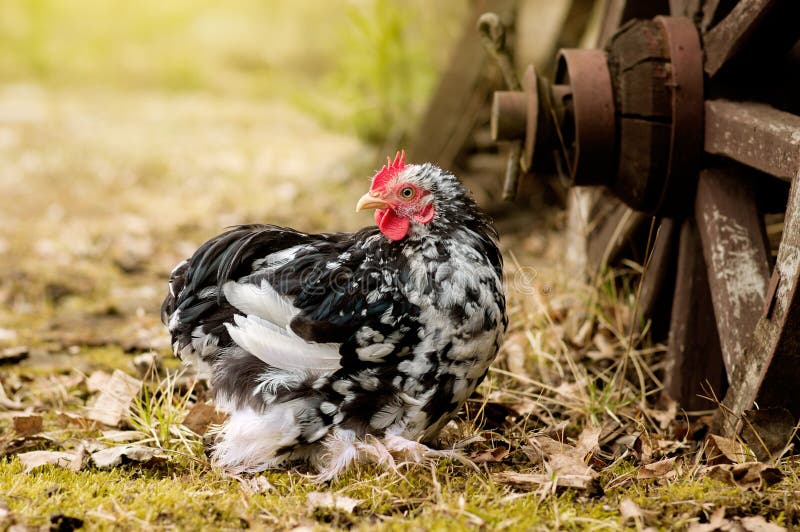 Miniature Rooster Walking in the Yard Stock Photo - Image of black ...