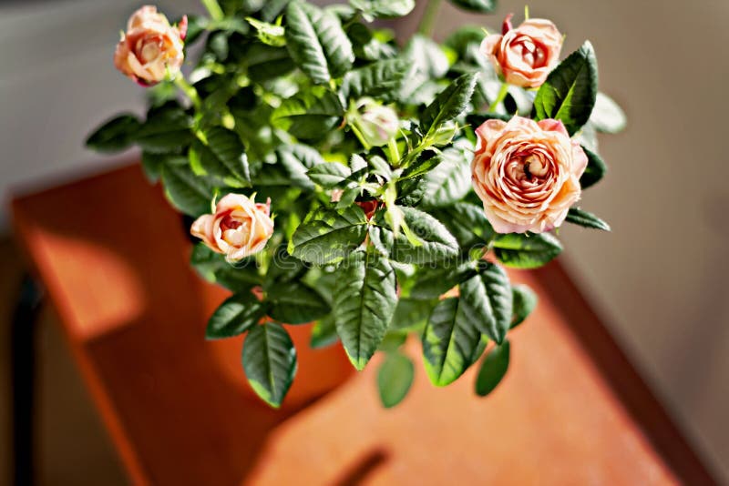 Miniature Rose Bush in a Flowerpot in the Sunlight Stock Image - Image ...