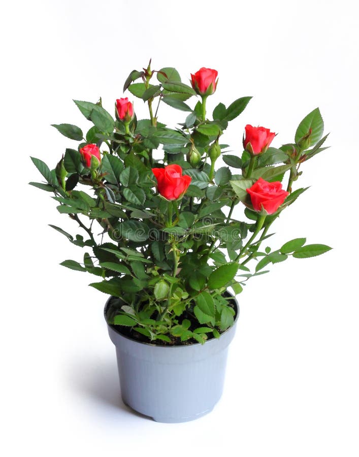 Miniature Rose house plant stock photo. Image of closeup - 22508902