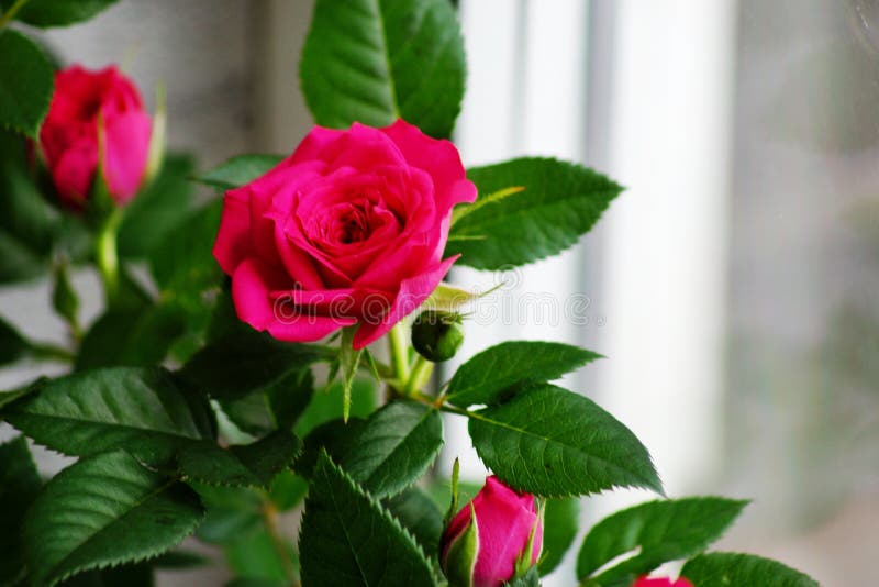 Miniature Rose House Plant in Flower Pot Stock Image - Image of decor ...