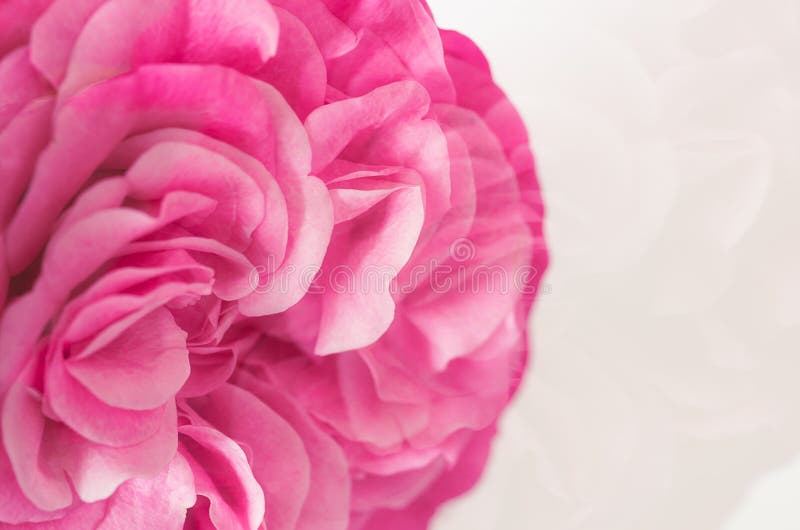 Miniature rose background stock image. Image of miniature - 181960327