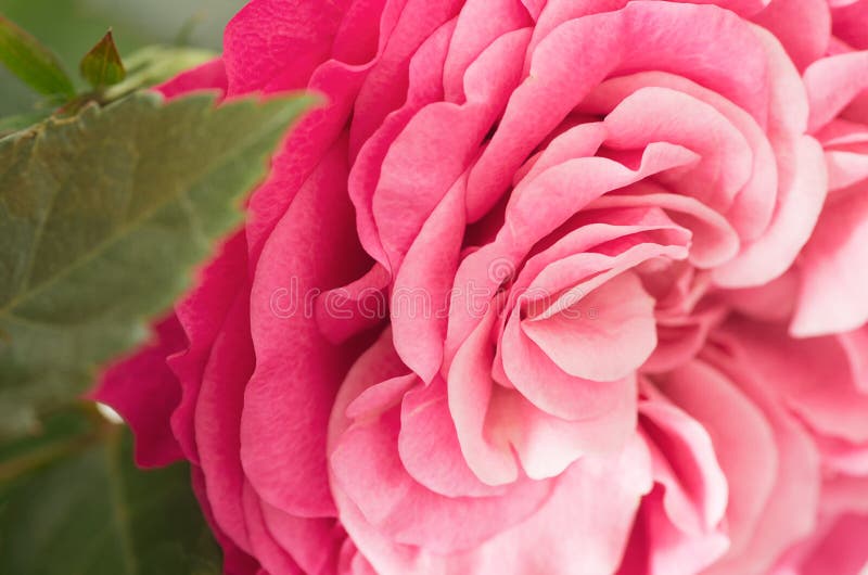 Miniature Rose Background Closeup Stock Photo - Image of plant, petals ...