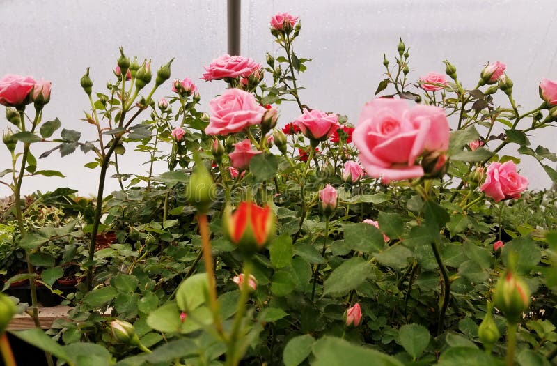 Miniature Roses Growing at the Cherry Greenhouse Stock Image - Image of ...