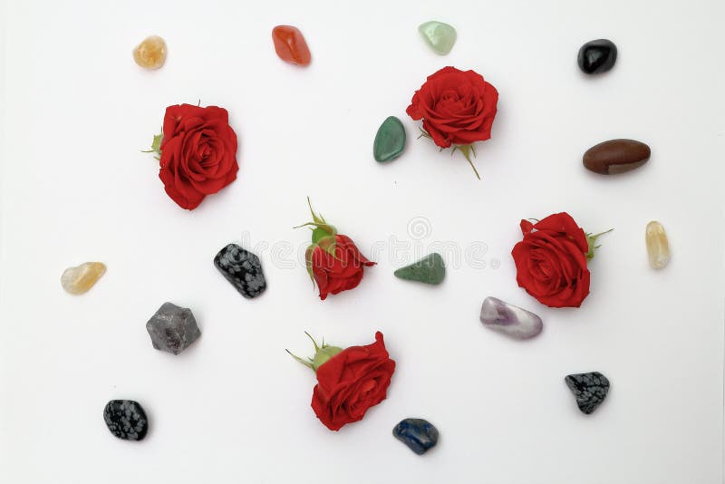 Miniature Roses with Pebbles on a White Background. Stock Photo - Image ...