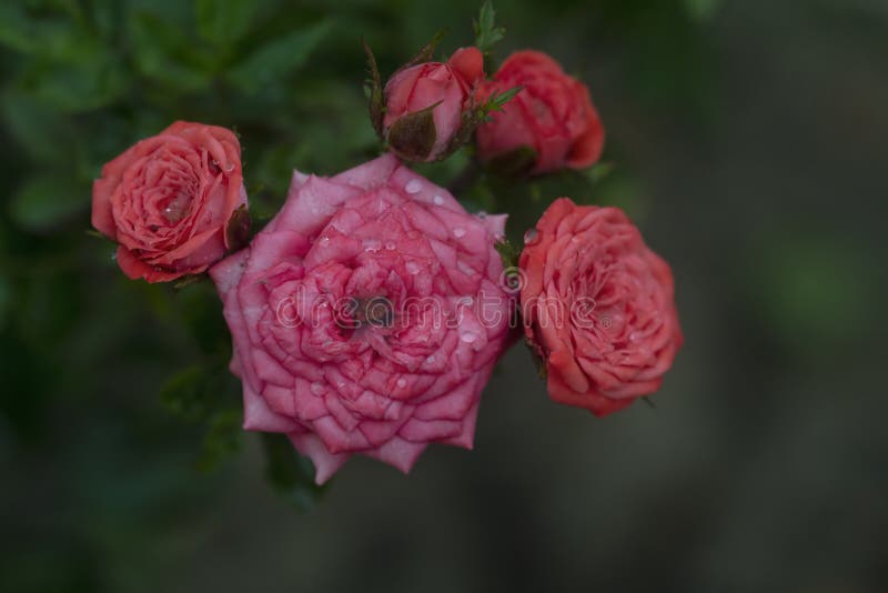 Miniature Roses stock image. Image of blurred, focus - 219181663