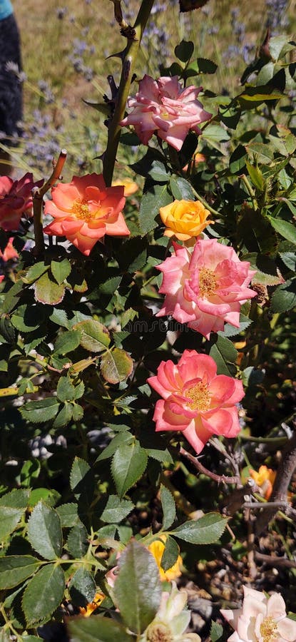 Miniature Roses on the Vine Stock Image - Image of lifestyle, plant ...