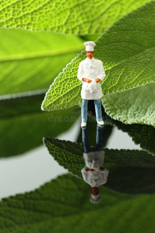 Miniature Scale Model Chef in Uniform Standing with Sage Leaves Stock ...