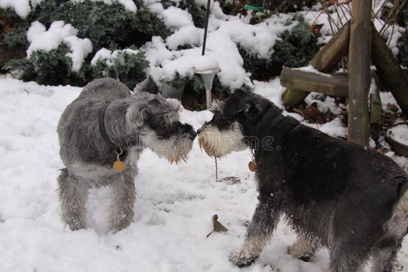 Miniature schnauzer stock image. Image of friends, canine - 17336737