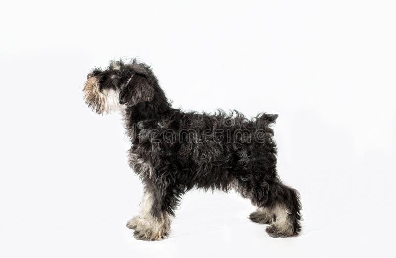 Miniature Schnauzer Side Profile Dog Stock Photos - Free & Royalty-Free ...