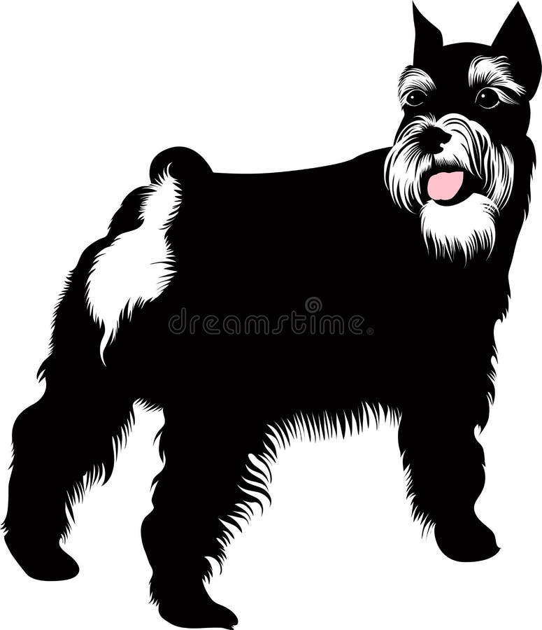 Miniature schnauzer dog stock vector. Illustration of height - 40773683