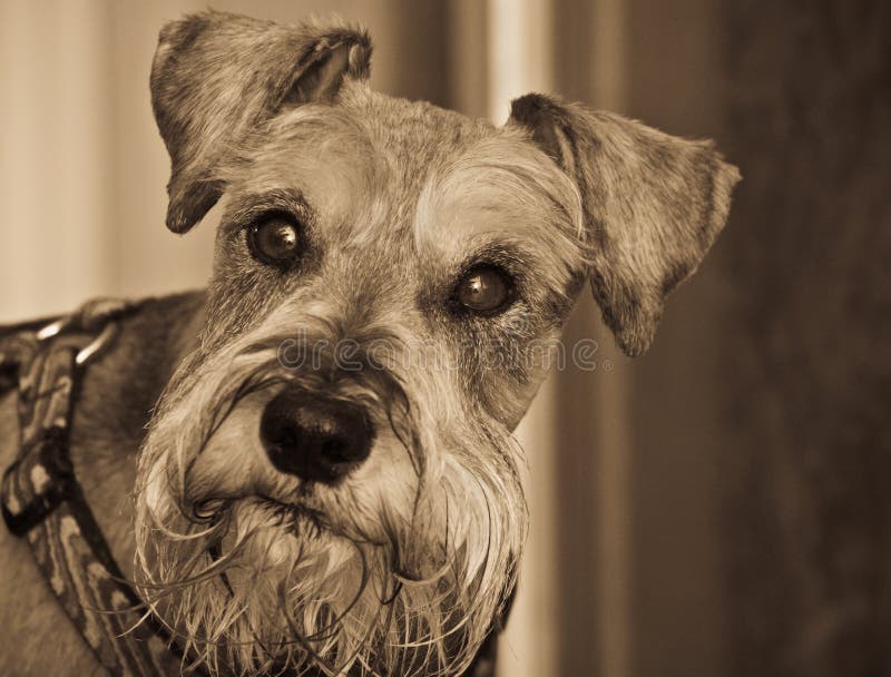 Miniature Schnauzer Dog Head Shot Stock Photo - Image of breed ...