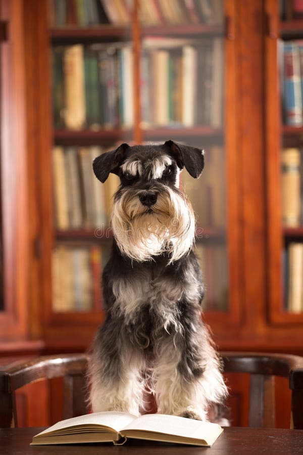 Miniature Schnauzer is Reading a Book in the Library Stock Image ...