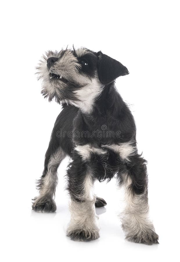 Angry Schnauzer Stock Photos - Free & Royalty-Free Stock Photos from ...